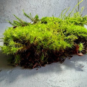 LIVE MOSS BUNDLE | Natural Fresh Moss Mix | Terrarium Supplies ...