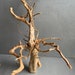 AZALEA REDMOOR ROOTS | Terrarium Supplies | Decorative Roots ...