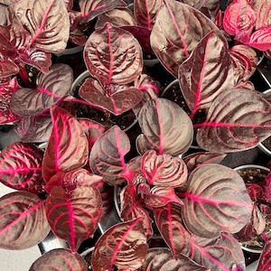 IRESINE HERBSTII BLOODLEAF | Intense Deep Purple Plant 6cm Pot ...