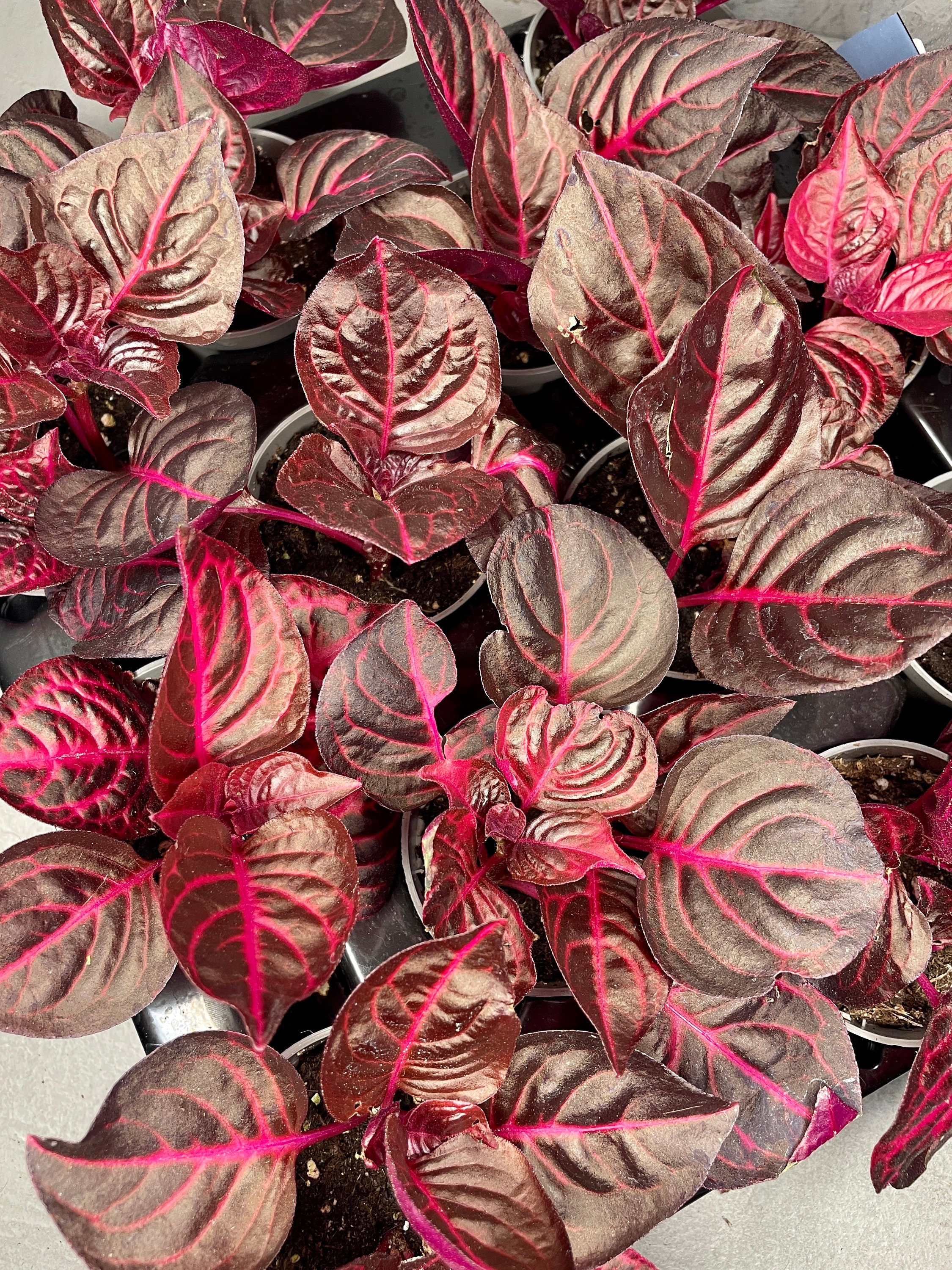 IRESINE HERBSTII BLOODLEAF | Intense Deep Purple Plant 6cm Pot ...