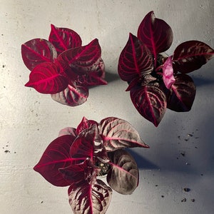IRESINE HERBSTII BLOODLEAF | Intense Deep Purple Plant 6cm Pot ...