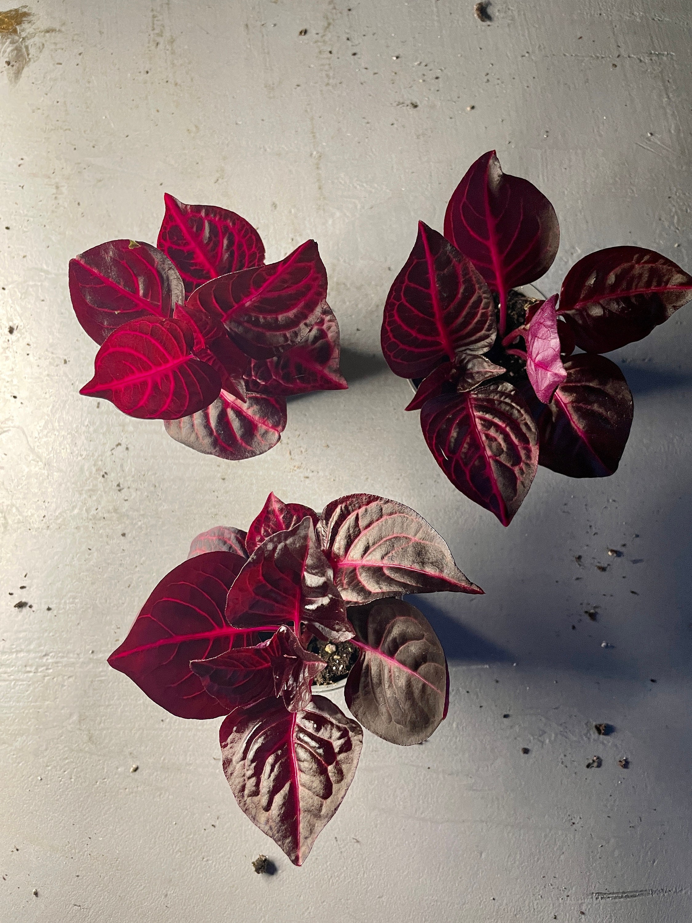 IRESINE HERBSTII BLOODLEAF | Intense Deep Purple Plant 6cm Pot ...