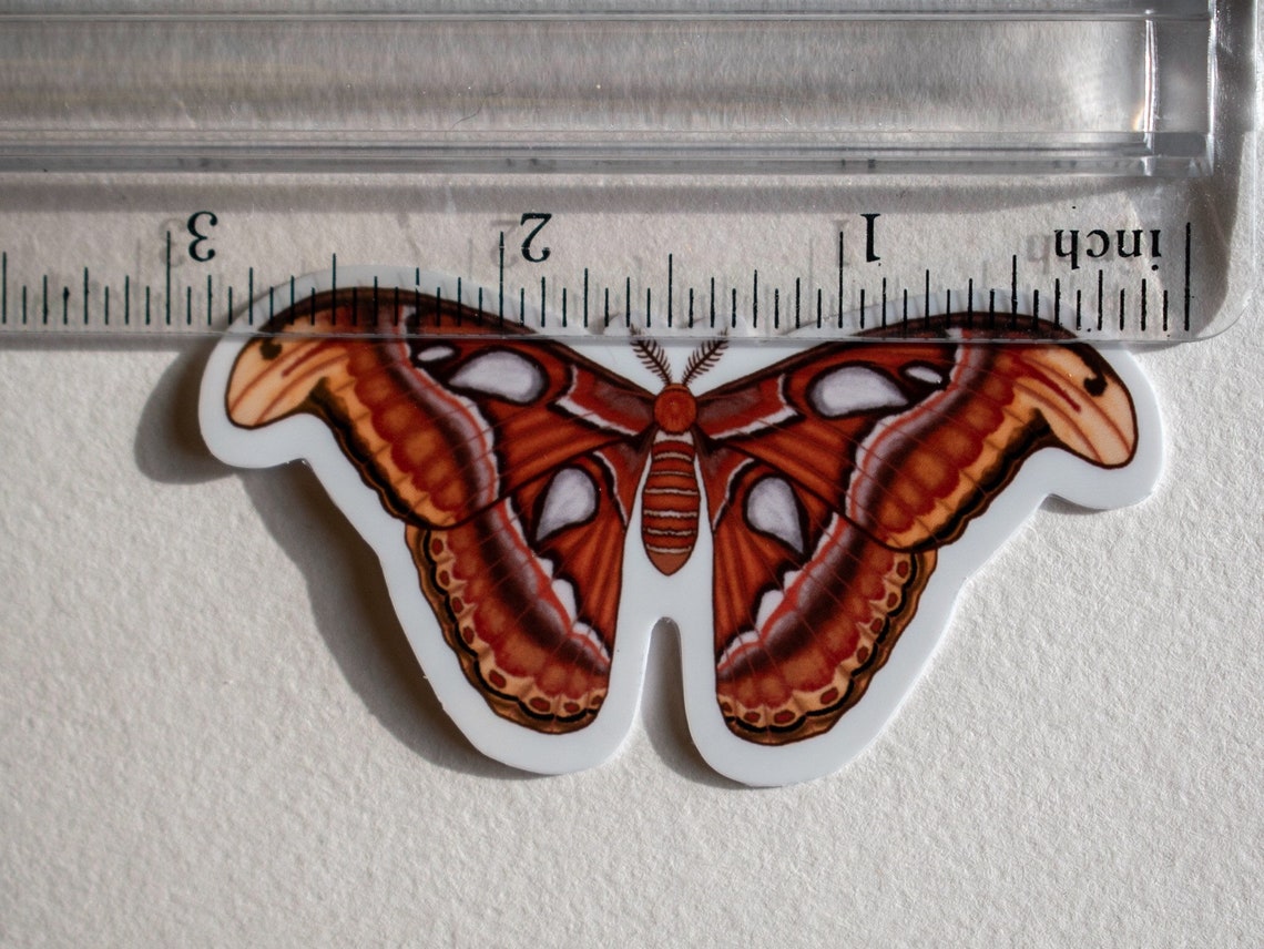 Atlas Moth Sticker Moth Decal - Etsy