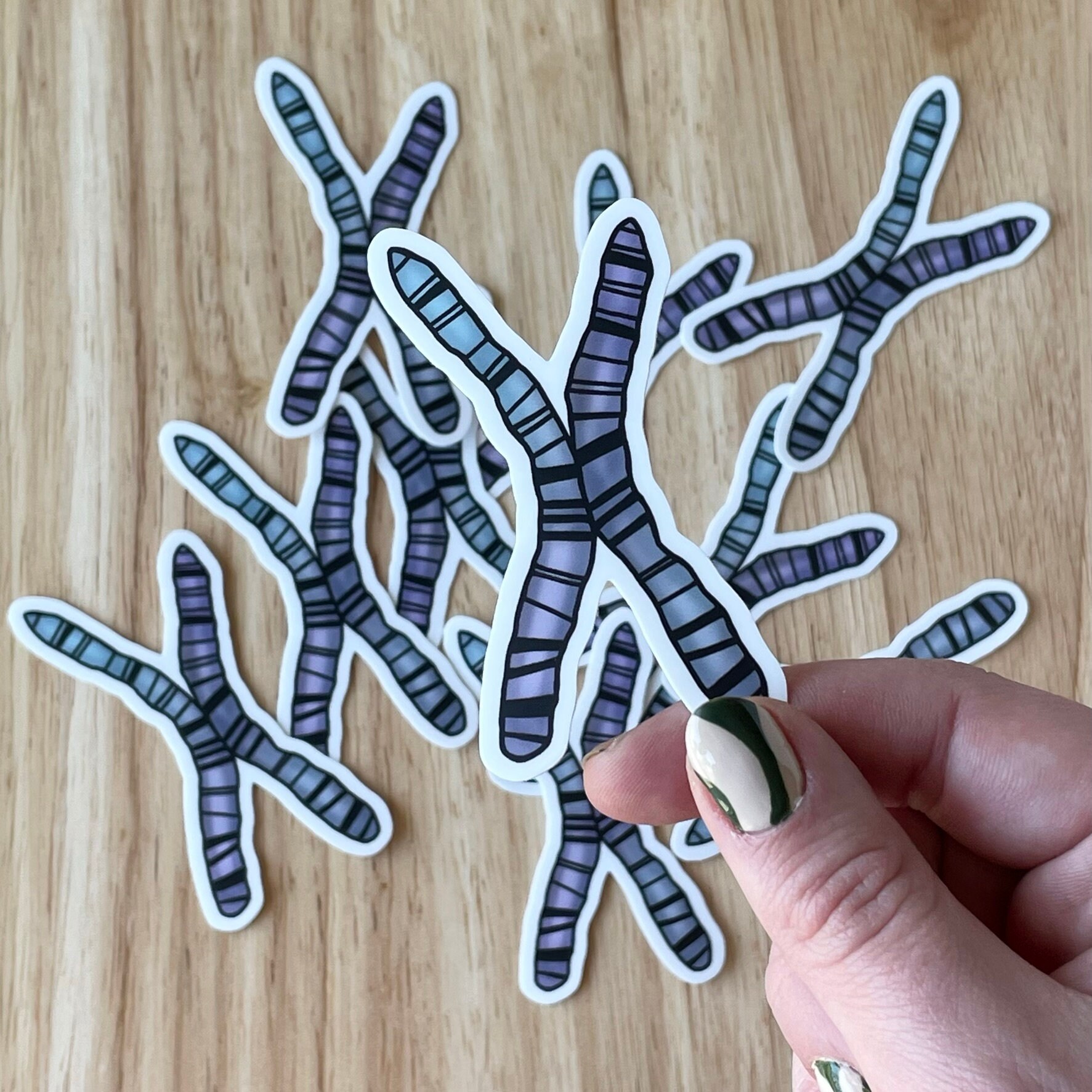 Chromosome Sticker Gift for Scientist Genetics Sticker - Etsy