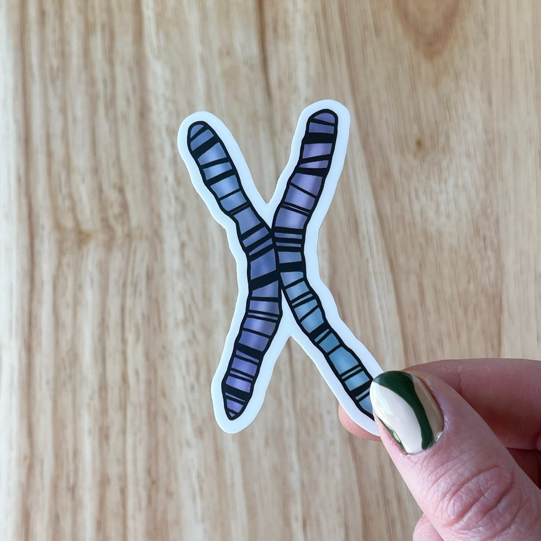 Chromosome Sticker Gift for Scientist Genetics Sticker - Etsy