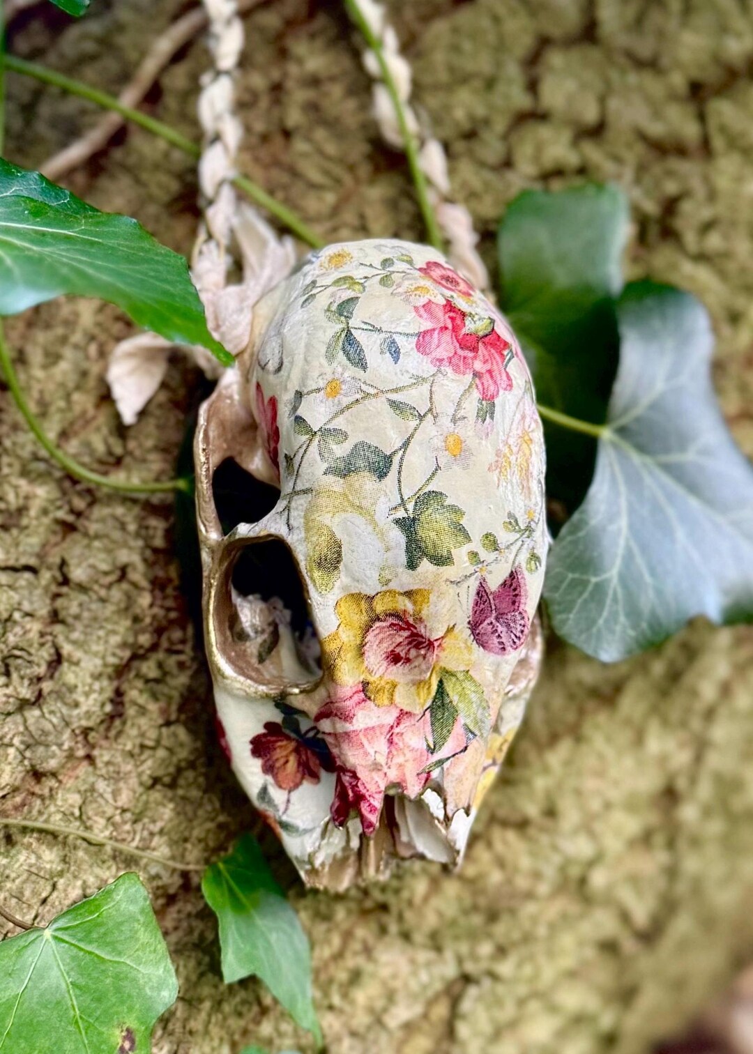 Decoupage Muntjac Doe Skull, Deer, Vulture Culture, Oddities ...
