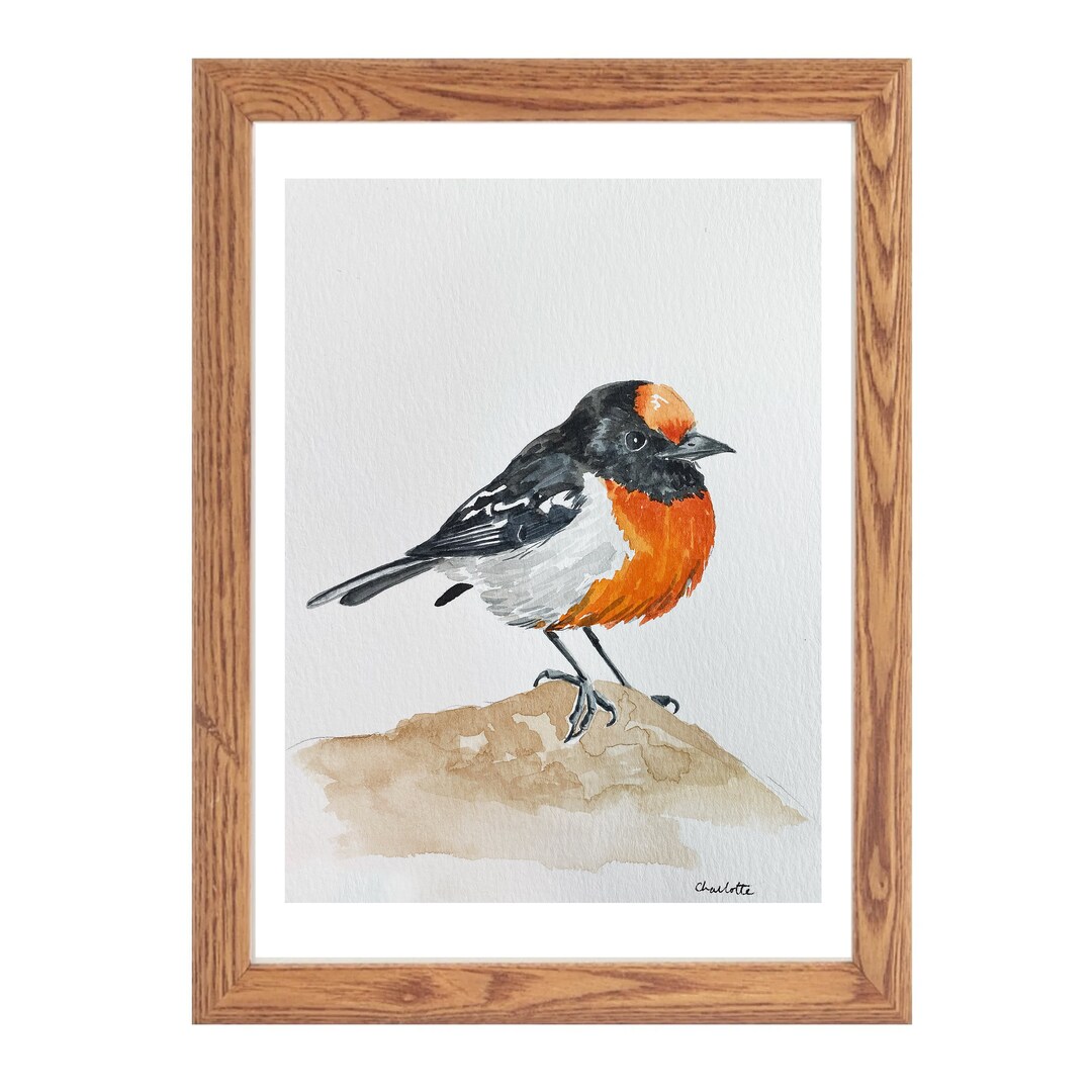 Red Capped Robin Print on Watercolor Paper - Etsy