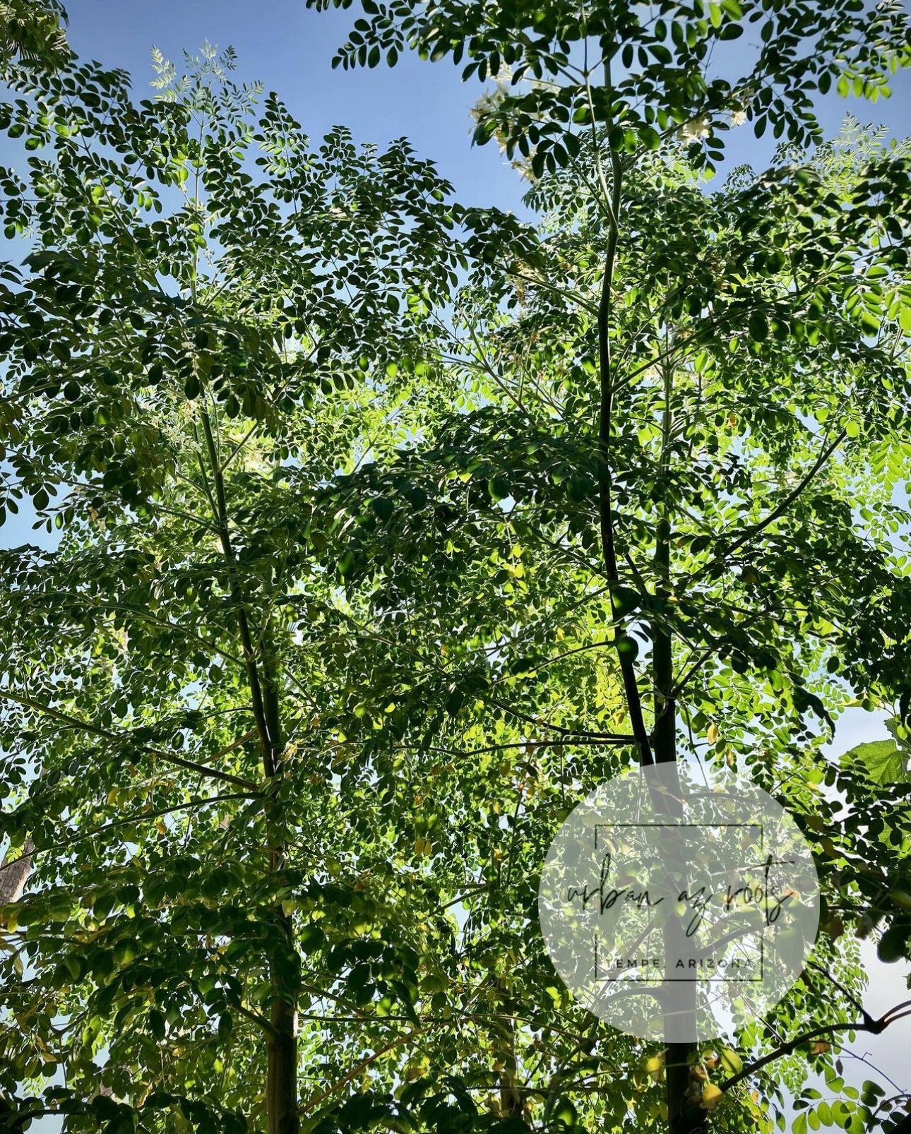 Moringa Seeds 25 or 50 Miracle Tree Seeds Open Pollenated Organic ...