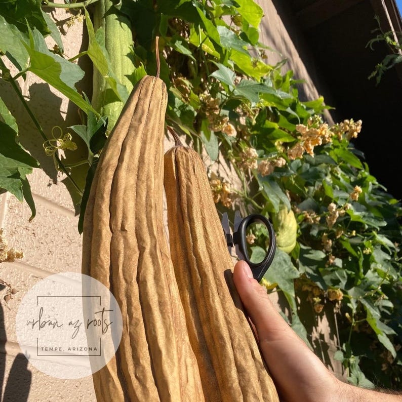 Luffa Loofah Gourd Seeds - 15 - 25 - 50 Pack Options -new Harvest ...