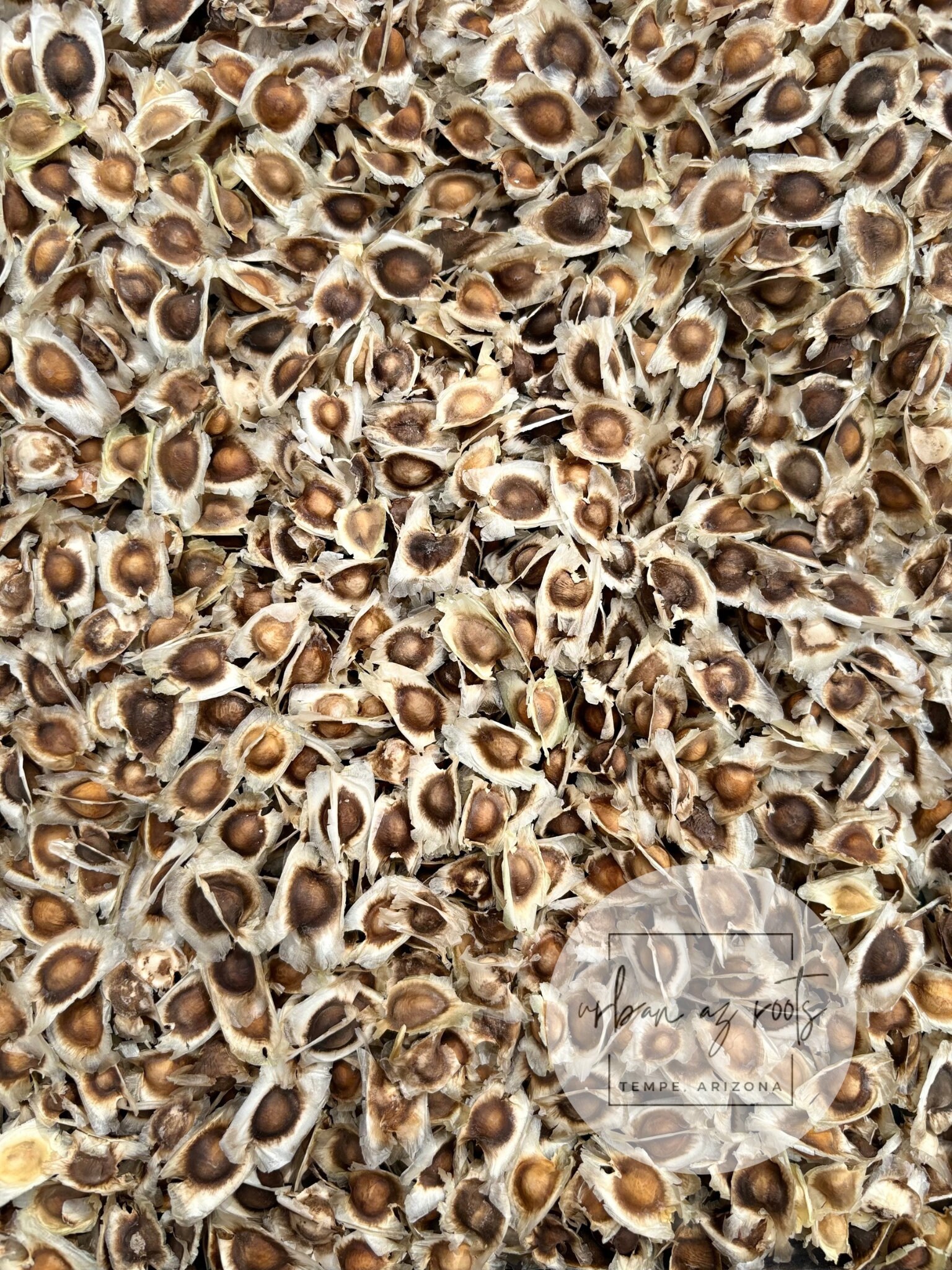 Moringa Seeds 25 or 50 Miracle Tree Seeds Open Pollenated Organic ...