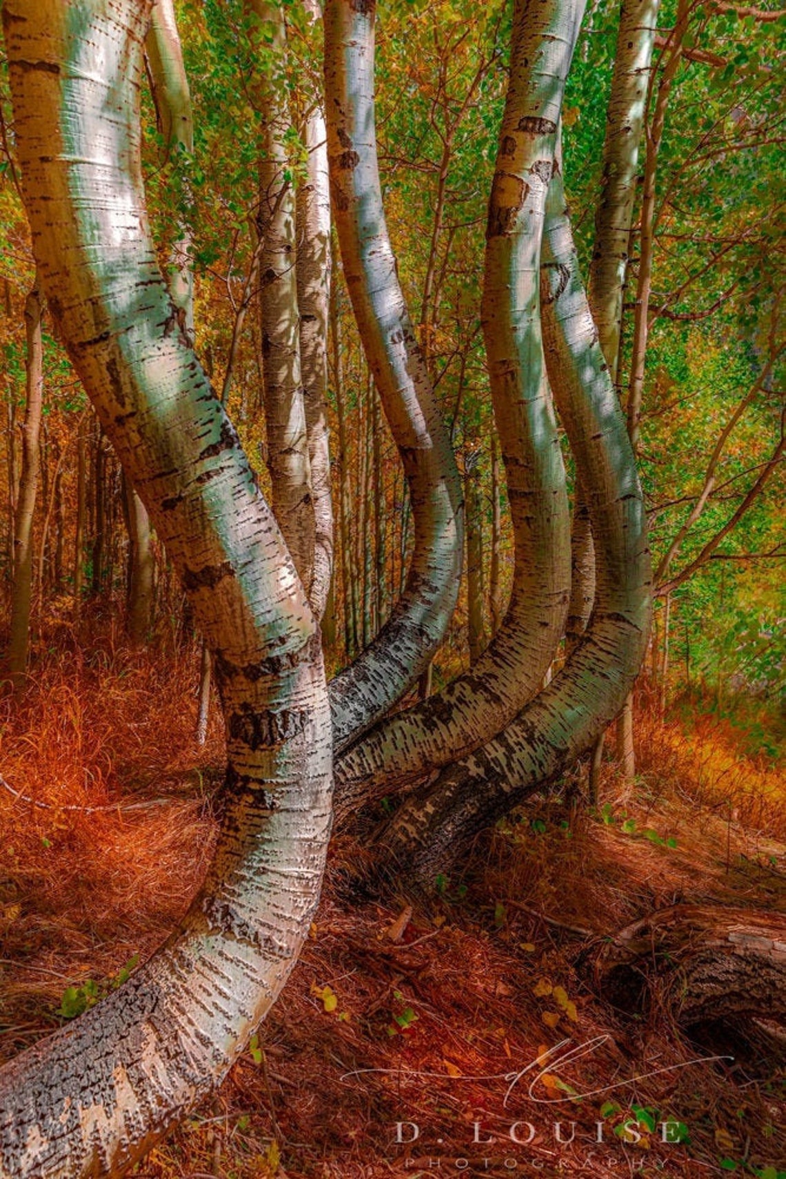 Colorado Bent Curvy Aspen Trees, Wavy Tree Wall Art, Rocky Mountian ...