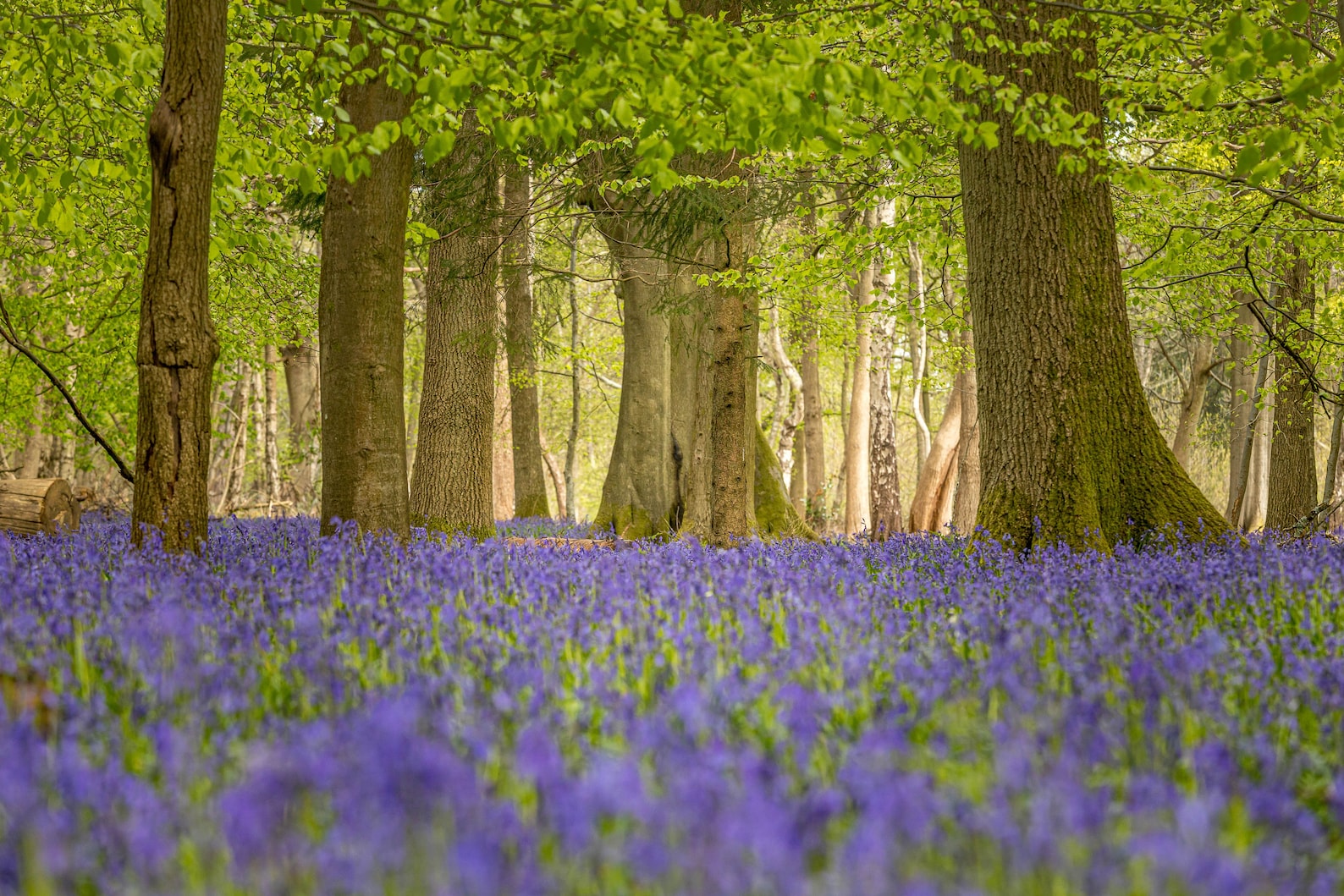 Bluebells Ashridge Estate England Limited Edition - Etsy Israel