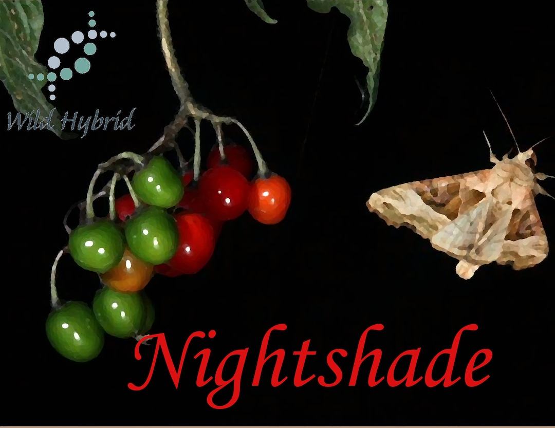 Nightshade Perfume Oil - 5ml Raspberry, Patchouli, Vetiver - Etsy