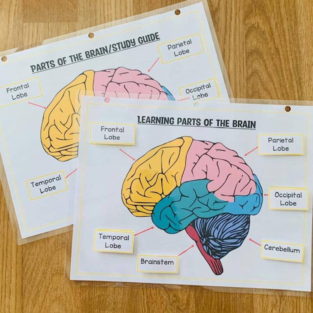 Learning Parts of the Brain, Human Brain Anatomy, Brain Science ...
