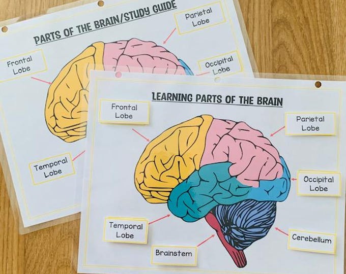 Human Brain Anatomy Learning Game: Homeschool Science Activity - Etsy