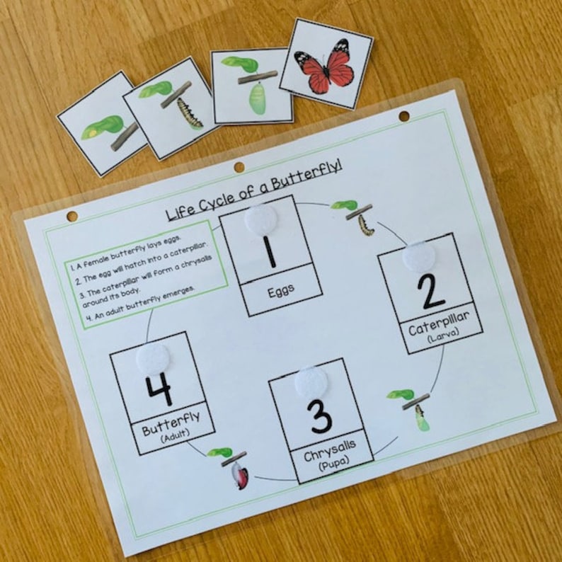 First Grade Learning Binder First Grade Curriculum First - Etsy