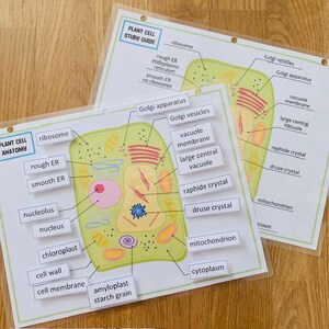 Animal & Plant Cell Anatomy Learning Activity: Homeschool Biology ...