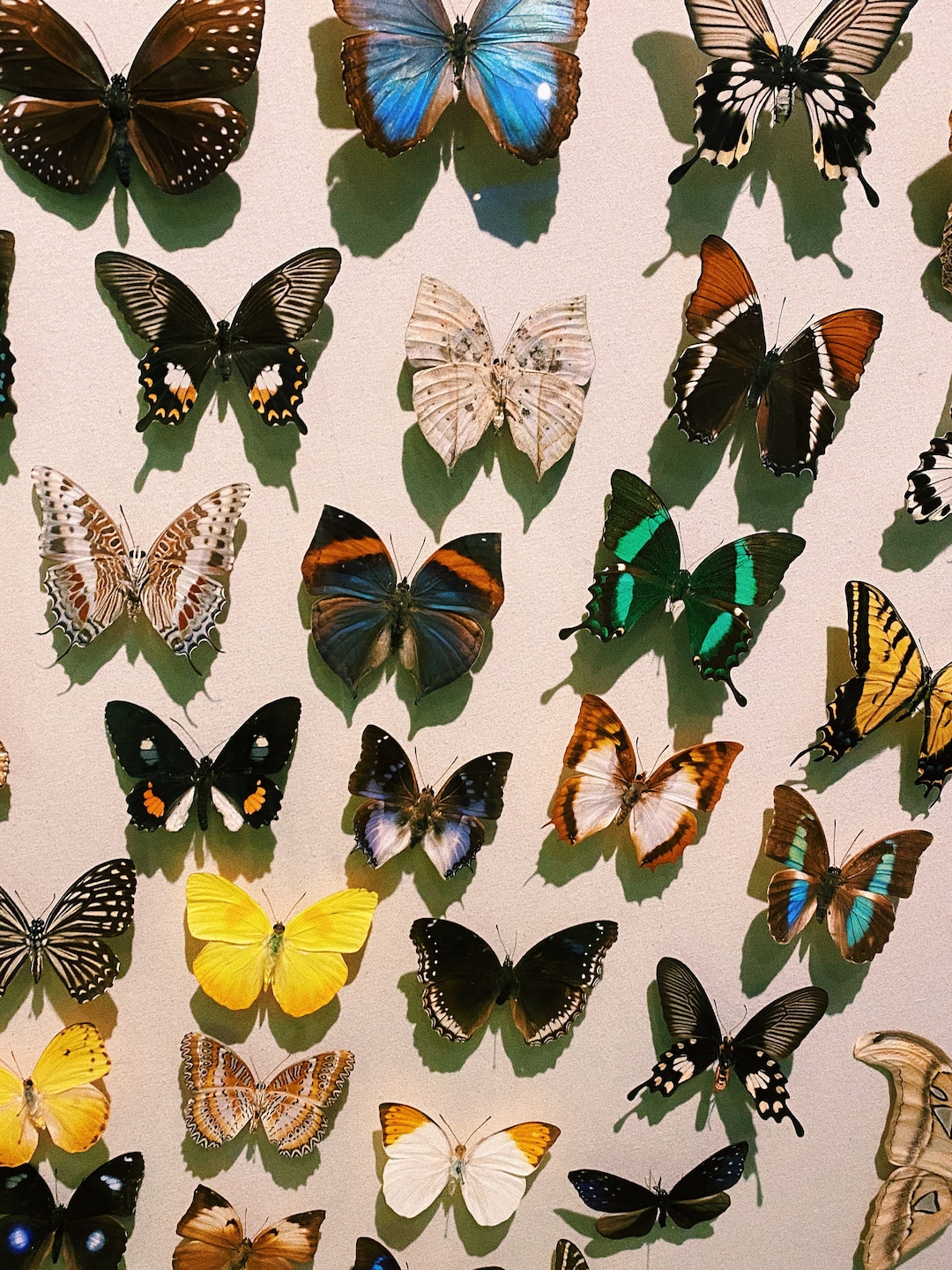 Butterfly Photo Print - Etsy