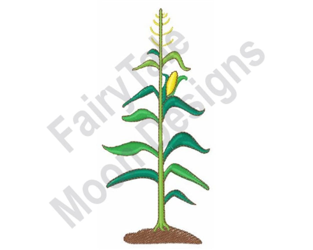 Corn Stalk - Machine Embroidery Design, Corn Plant Embroidery Pattern ...
