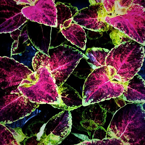 Colorful Coleus Collection 5 Potted Plants | Etsy
