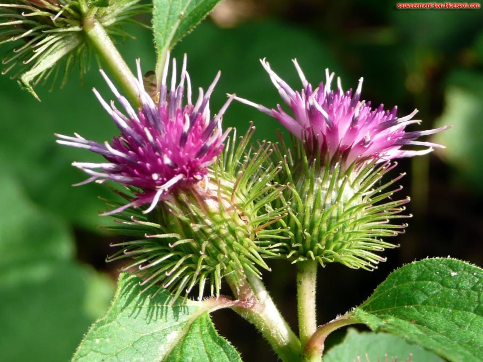 Great Bardane Seeds. Semillas de Arctium lappa. Oficial de Bardock ...