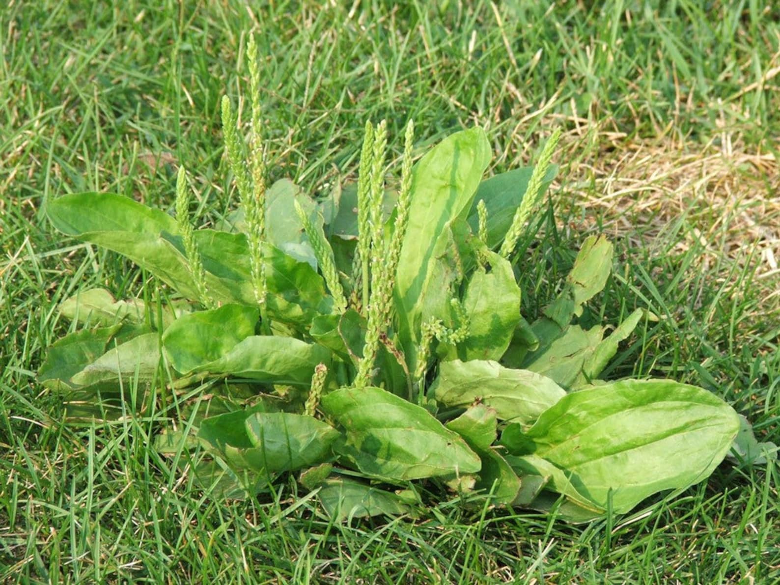 Grand Plantain Entretien: Plantago Major Entretien – DFXDX