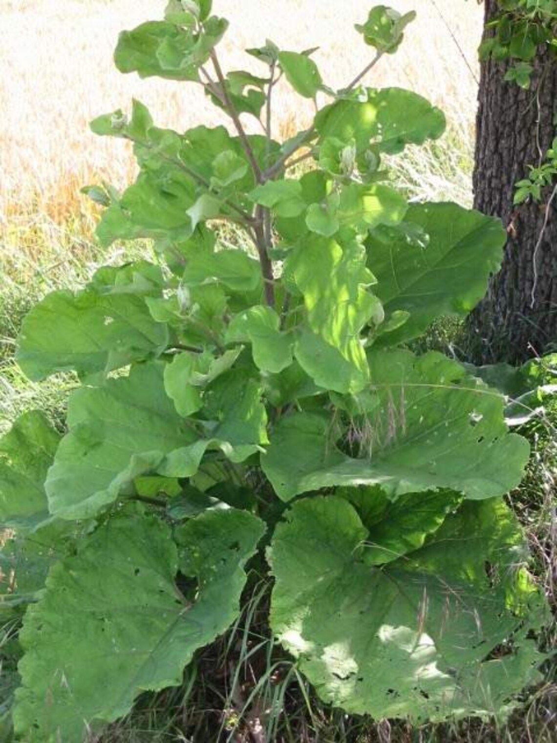 Great Bardane Seeds. Semillas de Arctium lappa. Oficial de Bardock ...