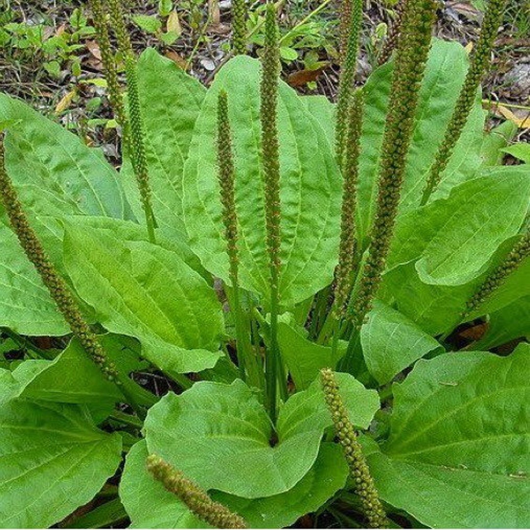 Plantain Semences. Graines de plantain majeur. Plantago major. Grand ...