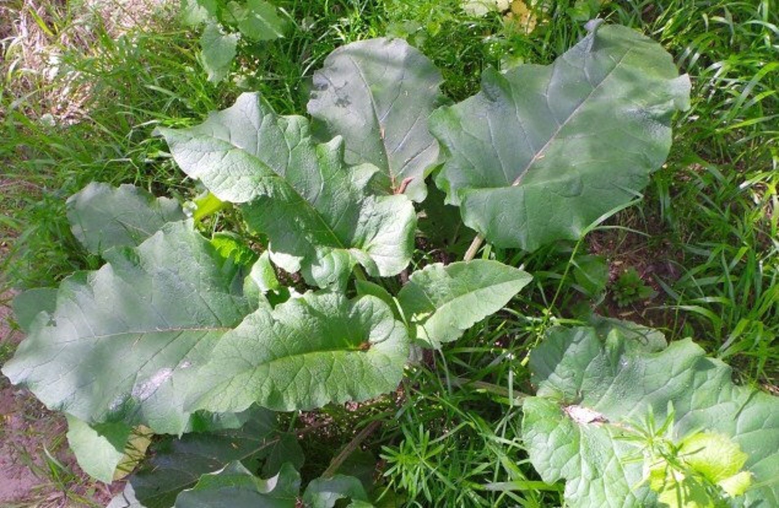 Great Bardane Seeds. Semillas de Arctium lappa. Oficial de Bardock ...