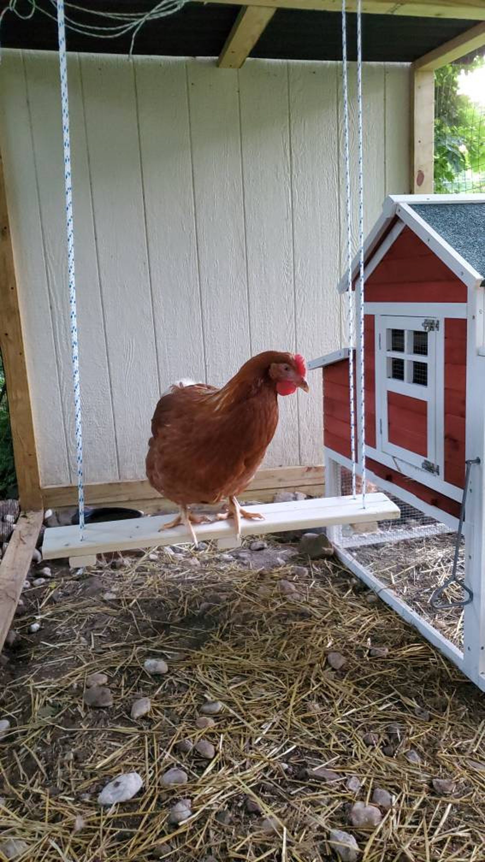 Chicken Swing Handmade in the USA Chicken Coop Chicken Toy - Etsy