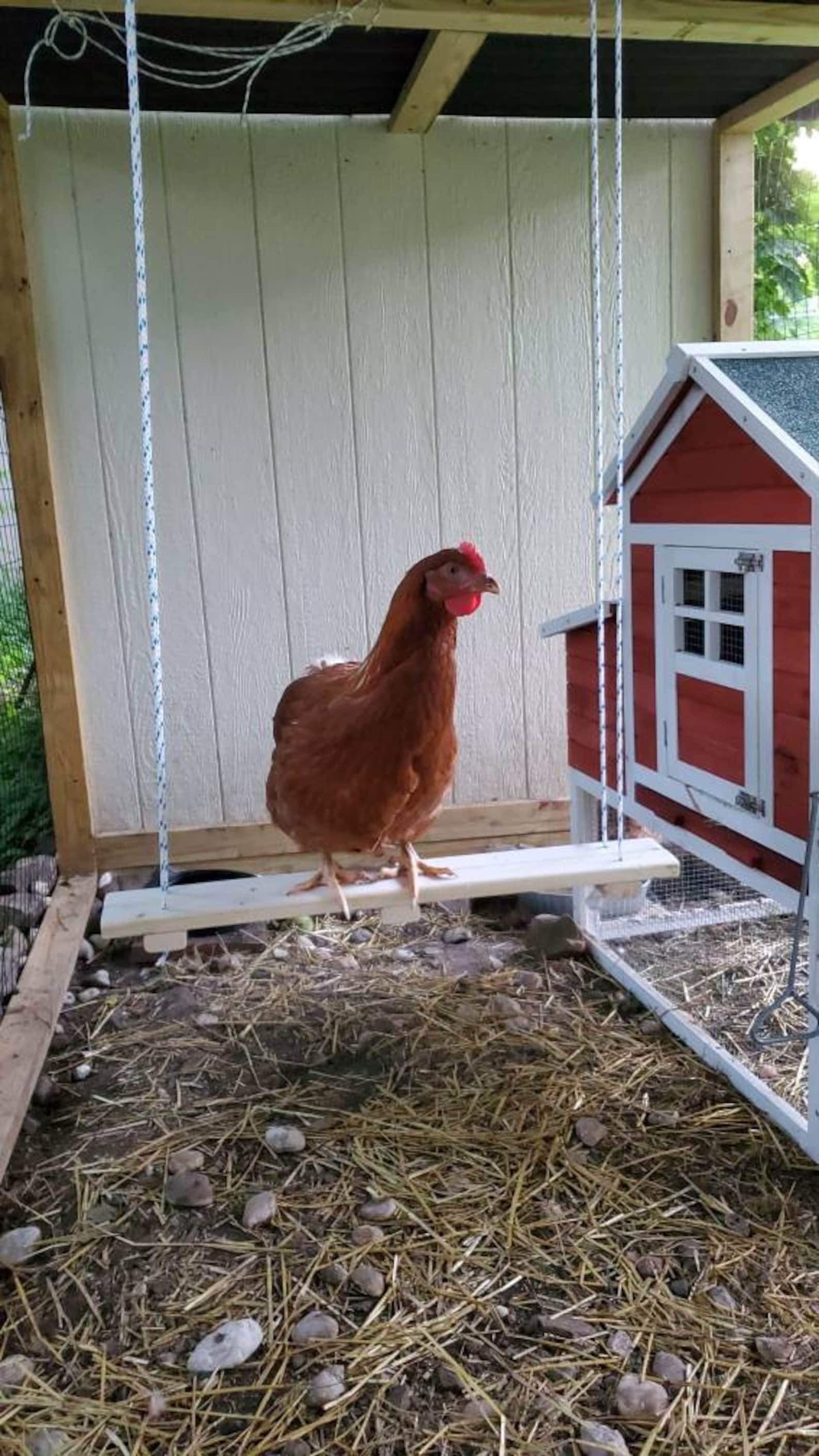 Chicken Swing Handmade in the USA Chicken Coop Chicken Toy - Etsy