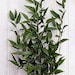 Soft Ruscus Foliage | Soft Ruscus Stem | Fresh Foliage | Wedding ...