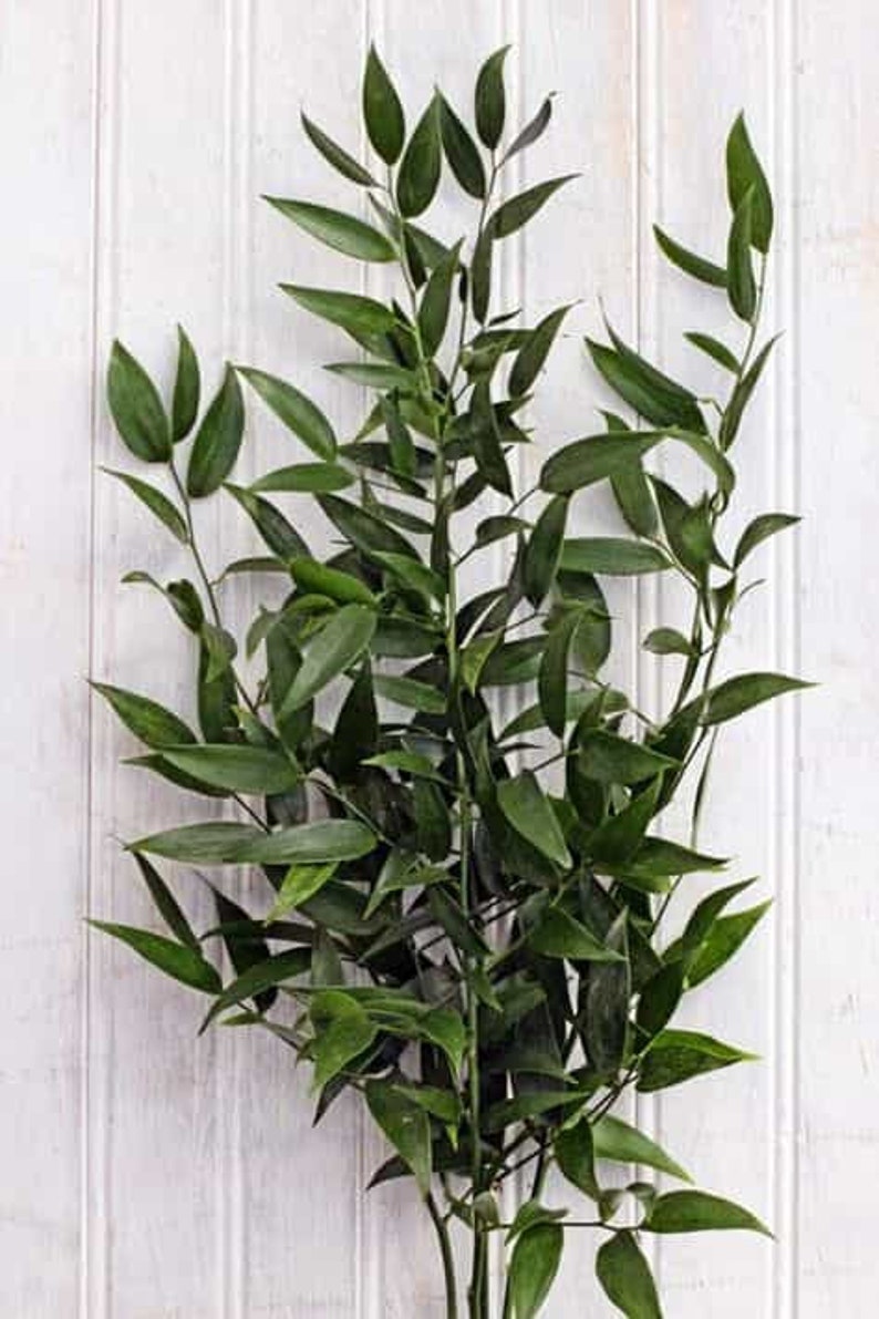 Soft Ruscus Foliage | Soft Ruscus Stem | Fresh Foliage | Wedding ...