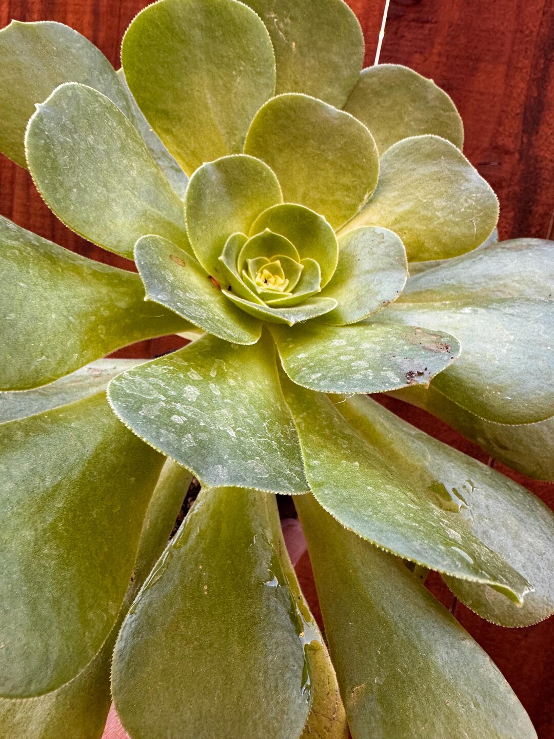 Aeonium Canariense, Also Known as the Giant Velvet Aeonium, is a ...