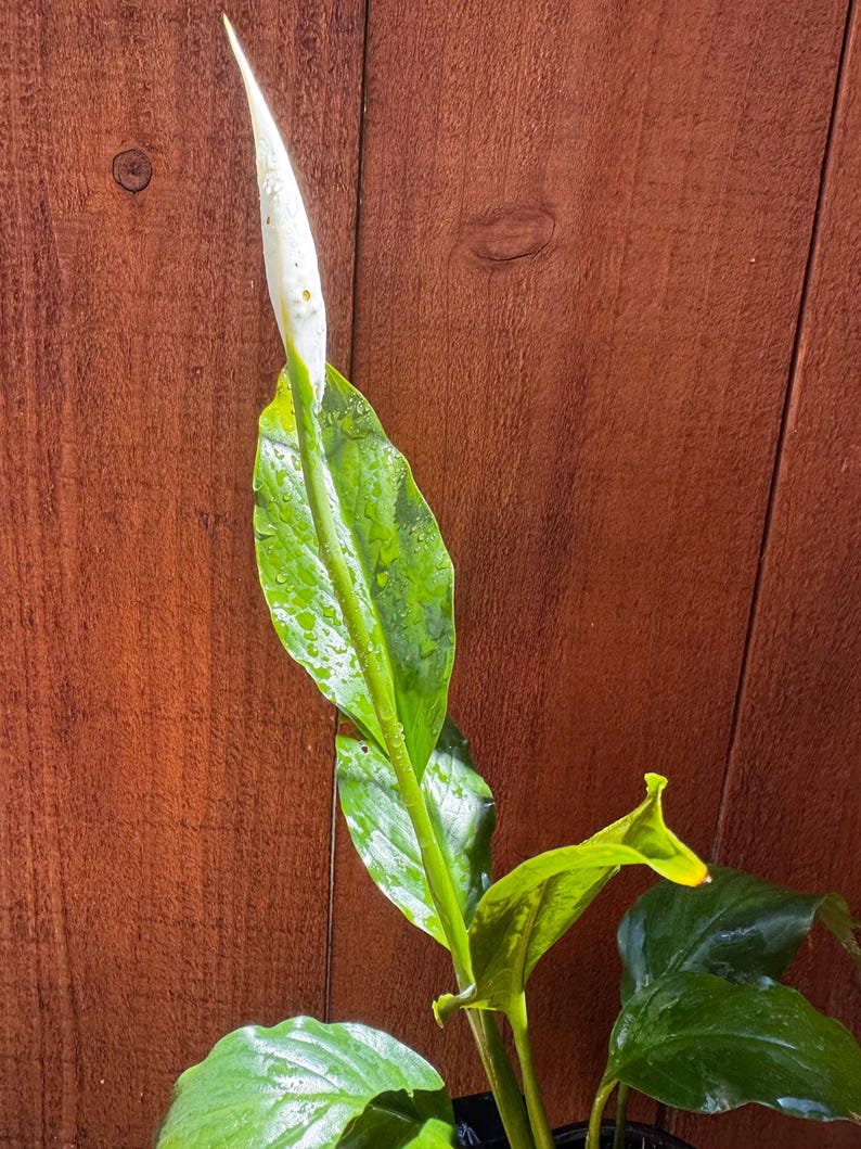 Live Peace Lily Plant | Easy Care Tropical Houseplant, White Blooms ...