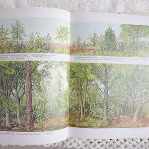 The Oxford Book of Trees by B E Nicolson Vintage Tree Book Tree ...