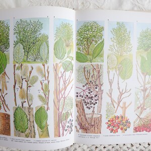 The Oxford Book of Trees by B E Nicolson Vintage Tree Book Tree ...