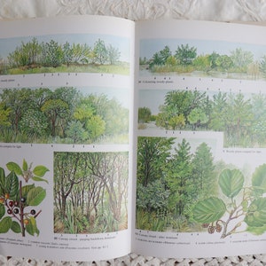 The Oxford Book of Trees by B E Nicolson Vintage Tree Book Tree ...