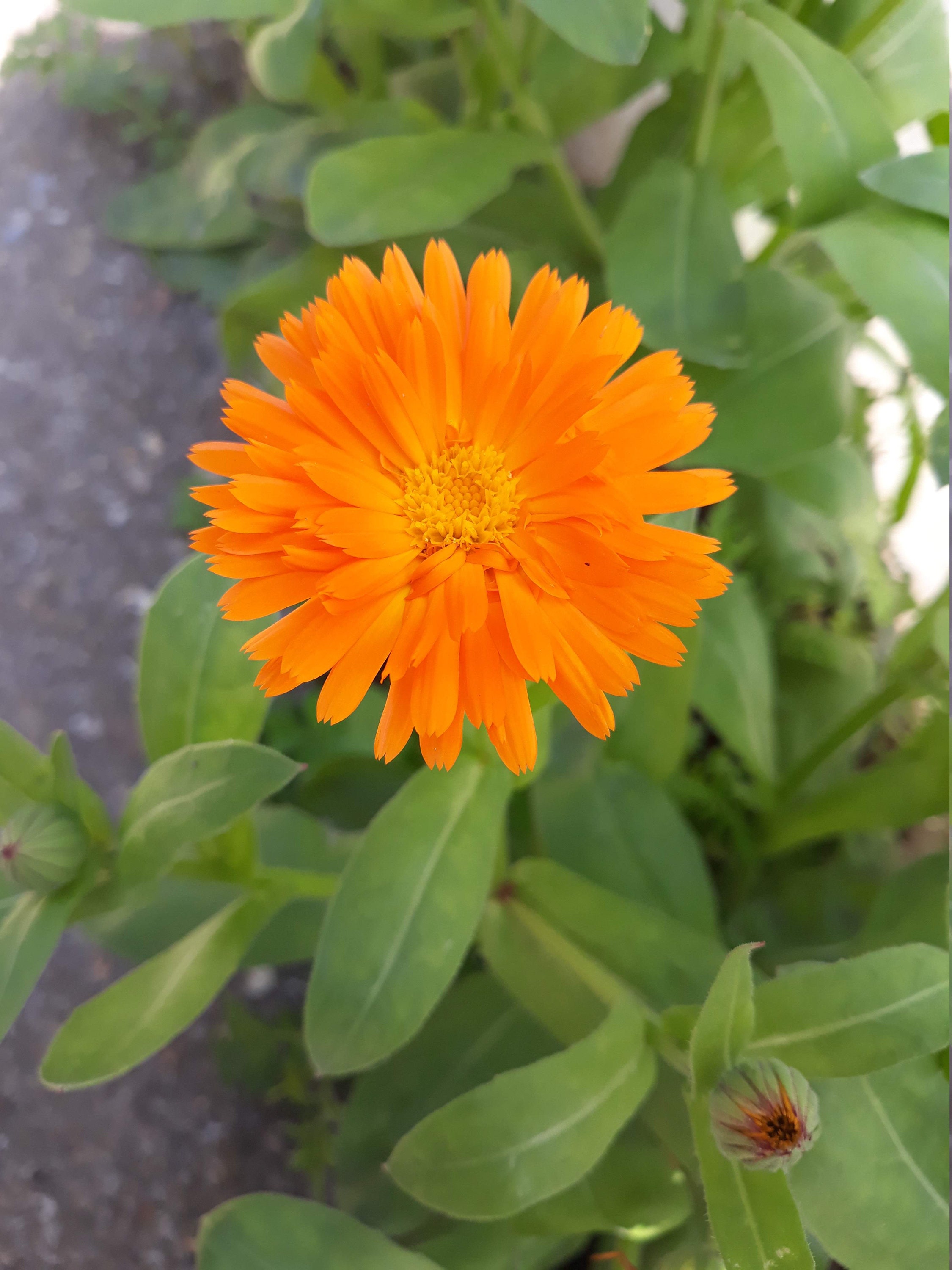 Semillas de Caléndula, hierba medicinal, Bio, flor de naranja, 25 ...
