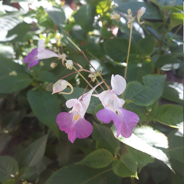 Acorn Hats Natural, Acorn Caps for Creative Projects - Etsy