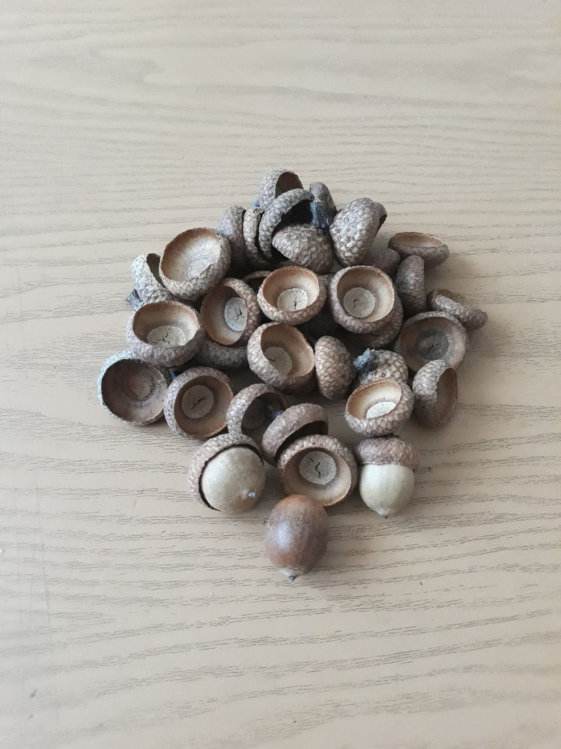 Acorn Hats Natural, Acorn Caps for Creative Projects - Etsy