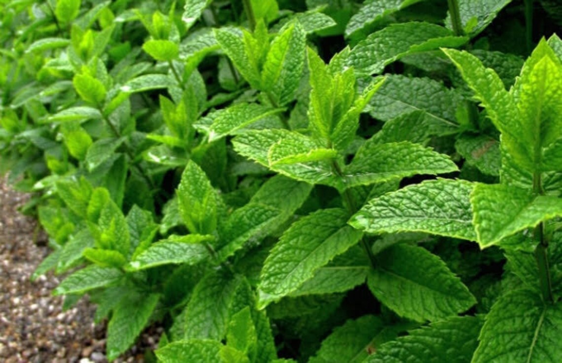 Mint fresh mint seeds medicinal herb 50 seeds | Etsy