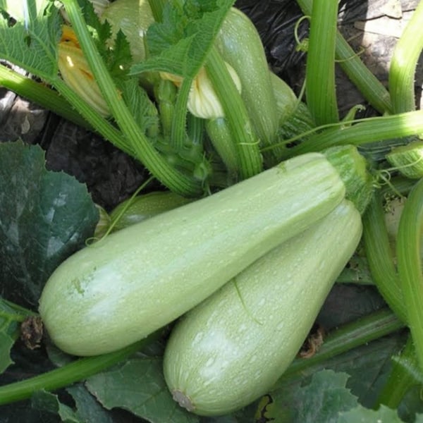 Acorn Hats Natural, Acorn Caps for Creative Projects - Etsy