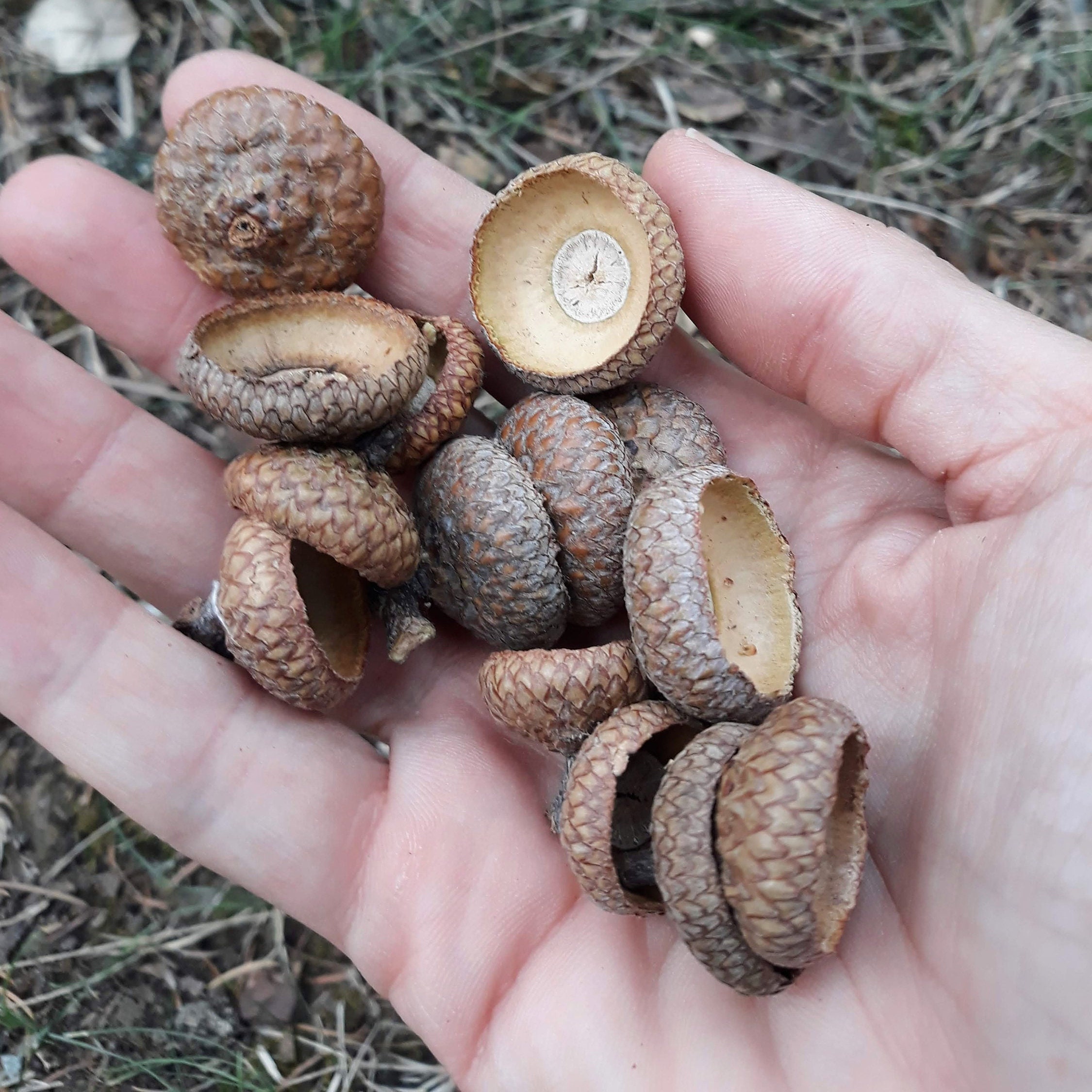 Acorn Hats Natural, Acorn Caps for Creative Projects - Etsy