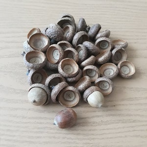 Acorn Hats Natural, Acorn Caps for Creative Projects - Etsy