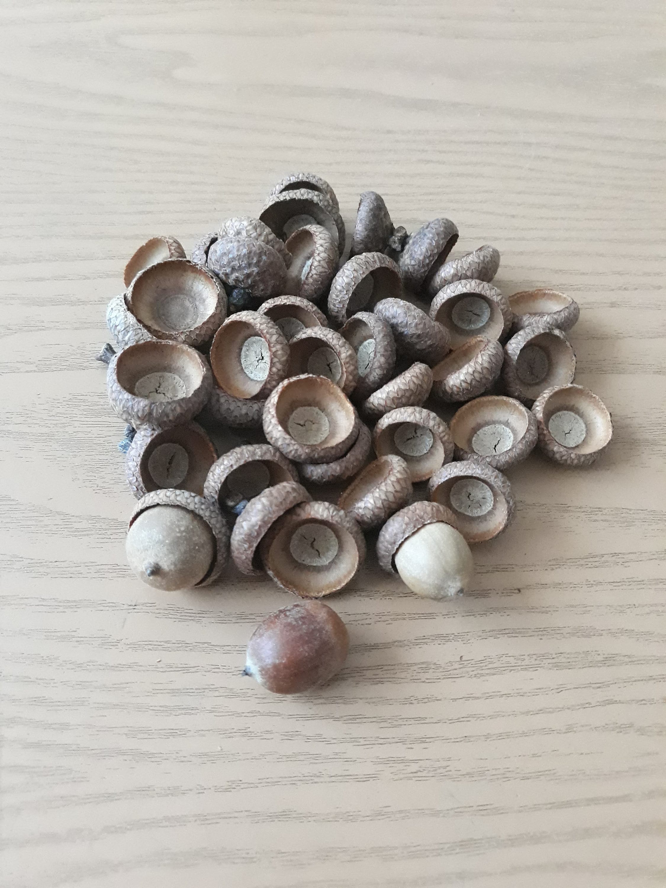 Acorn Hats Natural, Acorn Caps for Creative Projects - Etsy