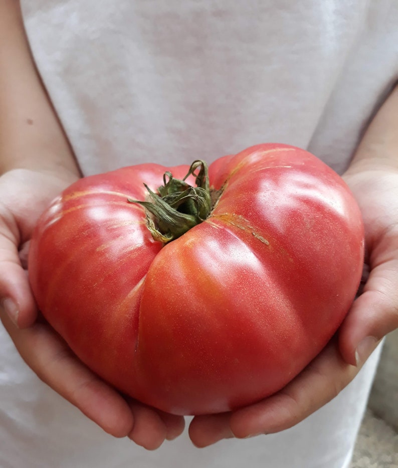 Bulgarian Seeds of Large Pink Tomatoes Pink Magic Tomatoes - Etsy Australia