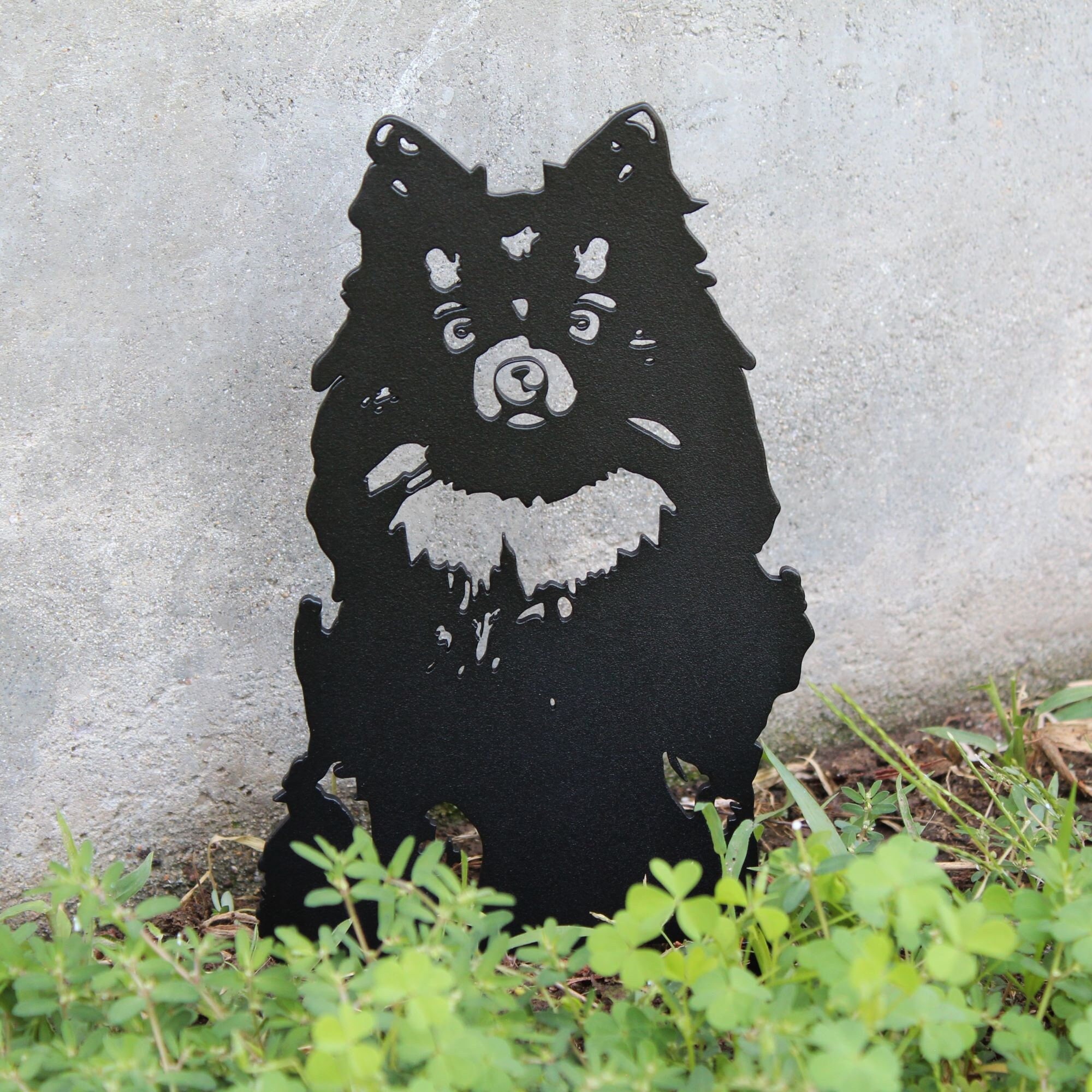 Black German Spitz Puppy