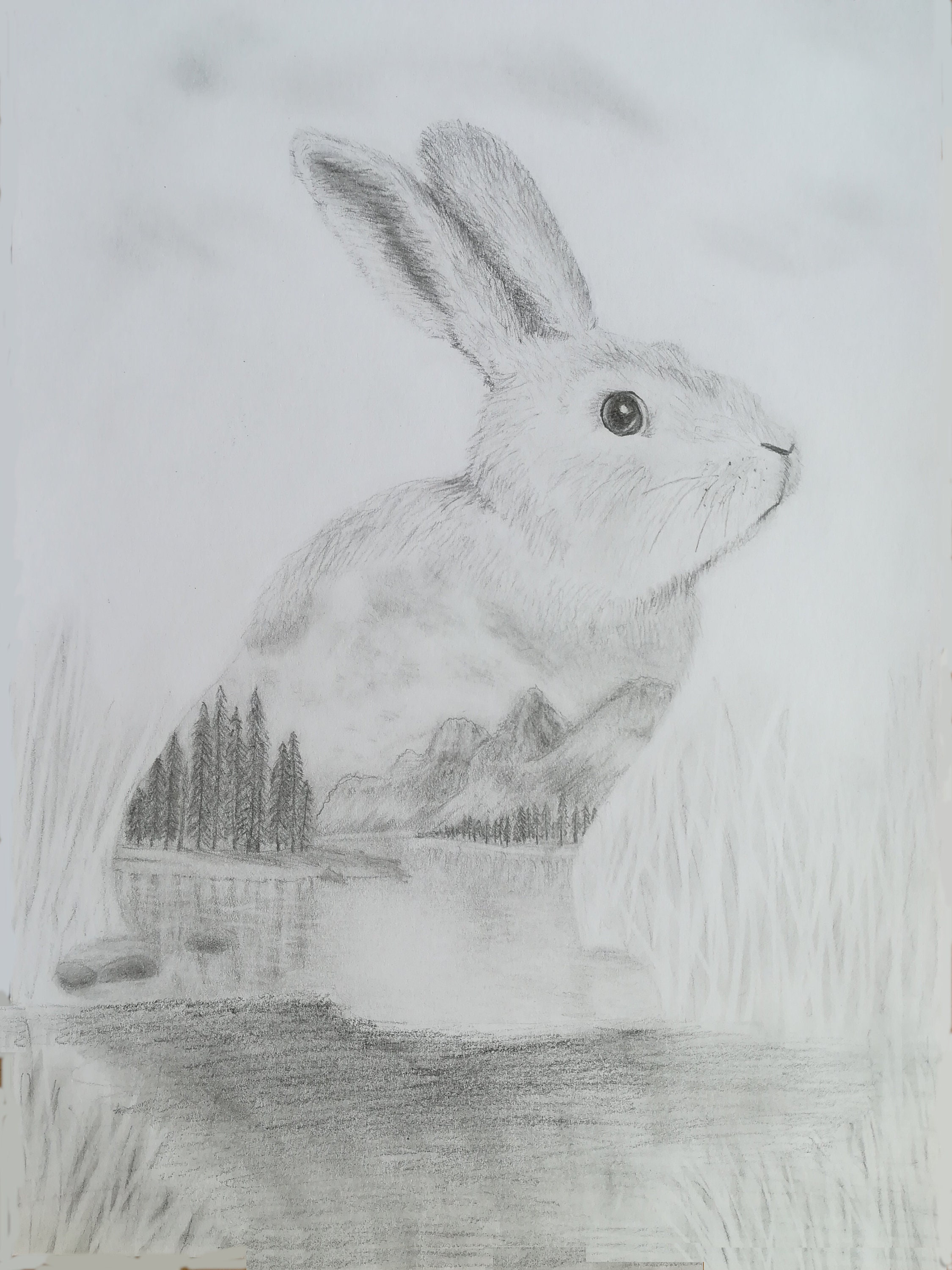 Snowshoe Rabbit Drawing