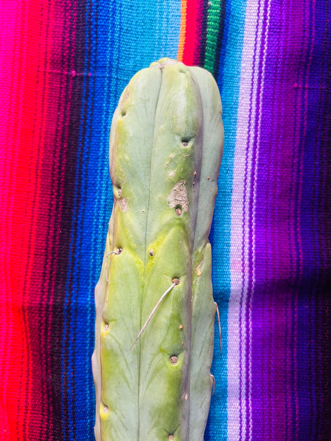 San Pedro Huachuma Peruvian Torch Bidgesii Cactus Cutting - Etsy